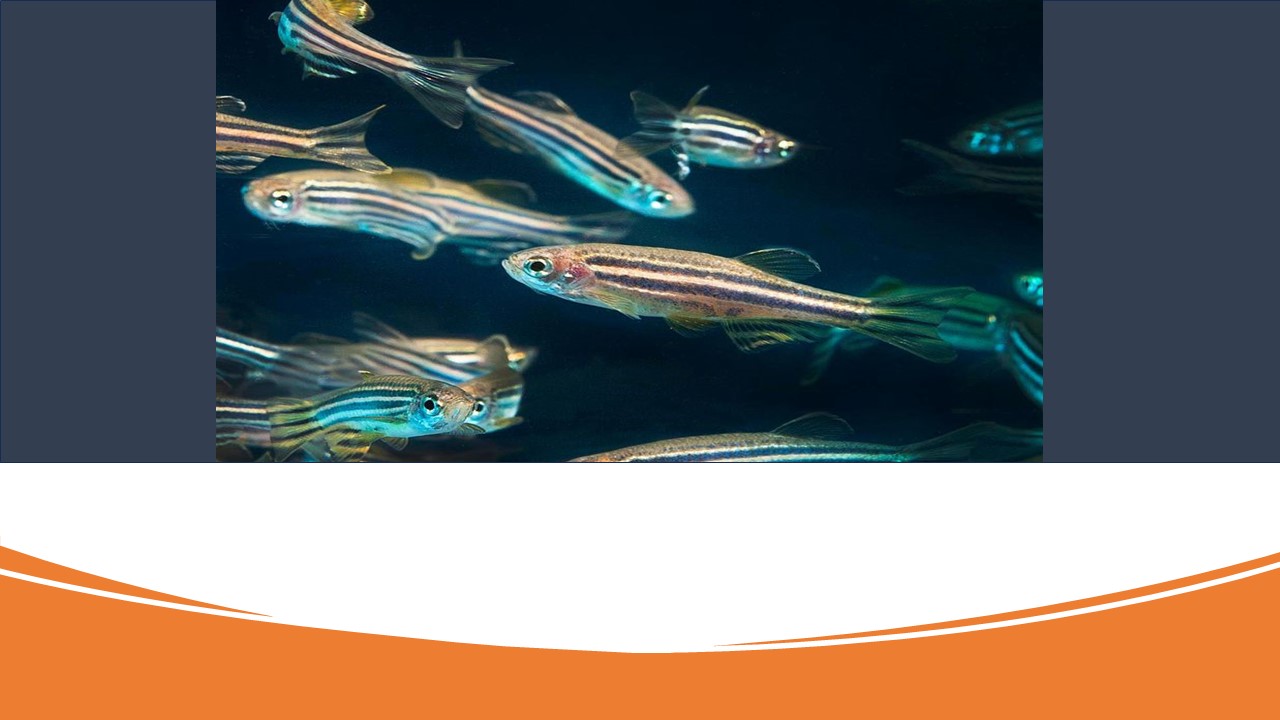 CRIAÇÃO E MANEJO DE ZEBRAFISH (Danio rerio) EM INSTITUIÇÕES DE ENSINO E ...