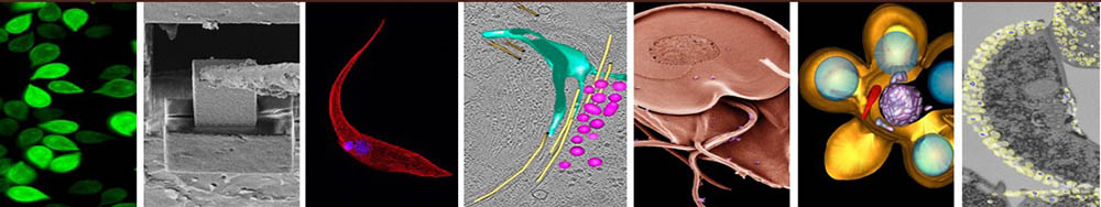 Técnicas Avançadas em Microscopia Óptica e Eletrônica - Latíssimo